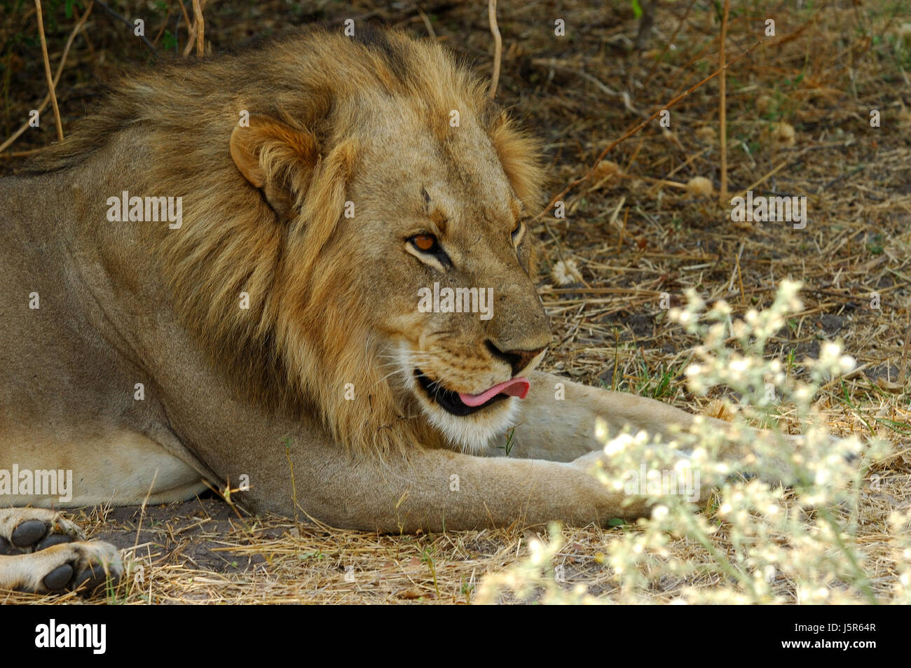 mammal national park africa kenya savannah male masculine lion cat big ...