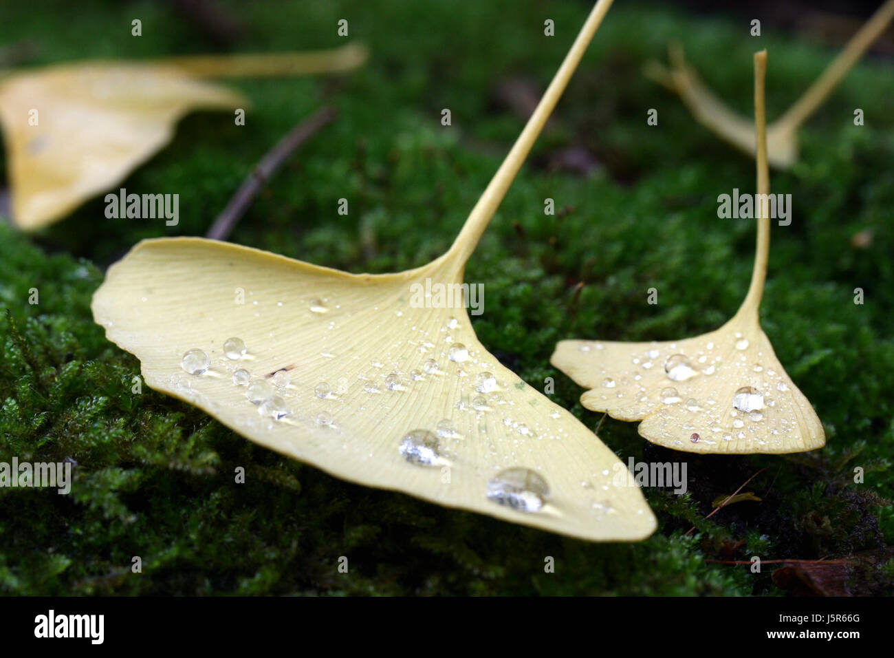 green soft achievement moss medicinal plant brain blood flow page sheet ...