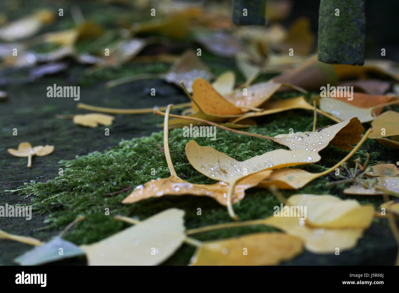 leaf green leaves soft achievement moss medicinal plant brain blood ...