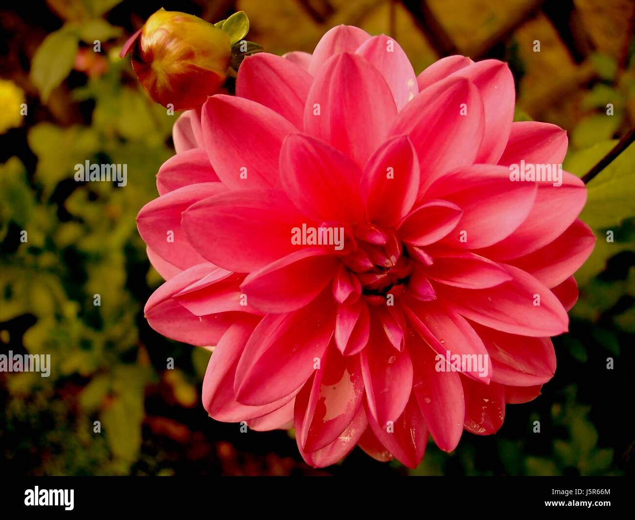 Dalie hi-res stock photography and images - Alamy