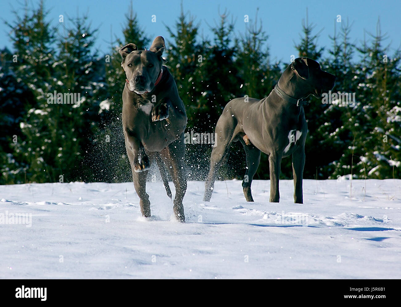 blue blank european caucasian dog spring bouncing bounces hop skipping ...