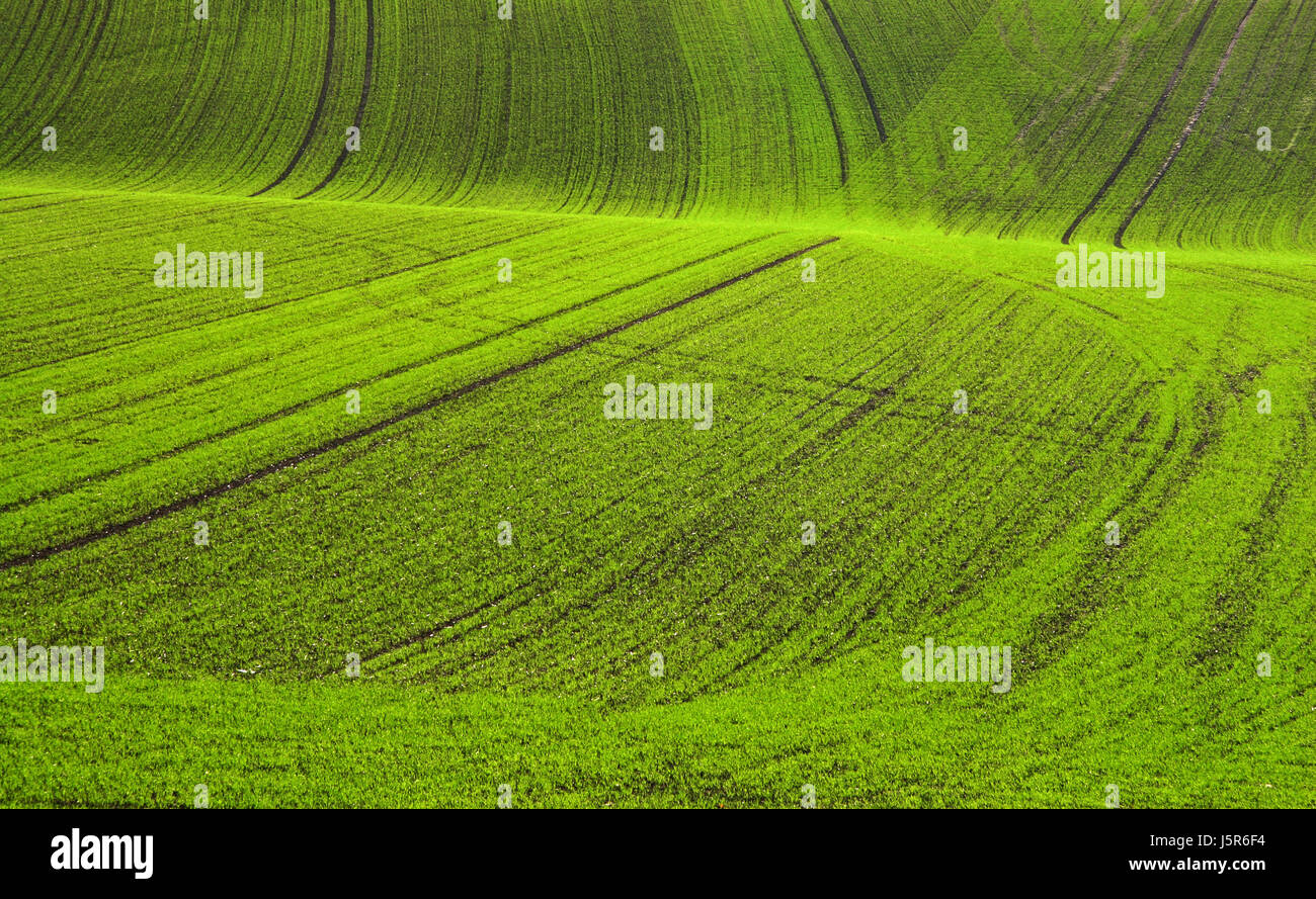 plant green acre cultivation farmer nature fodder hill plant green ...