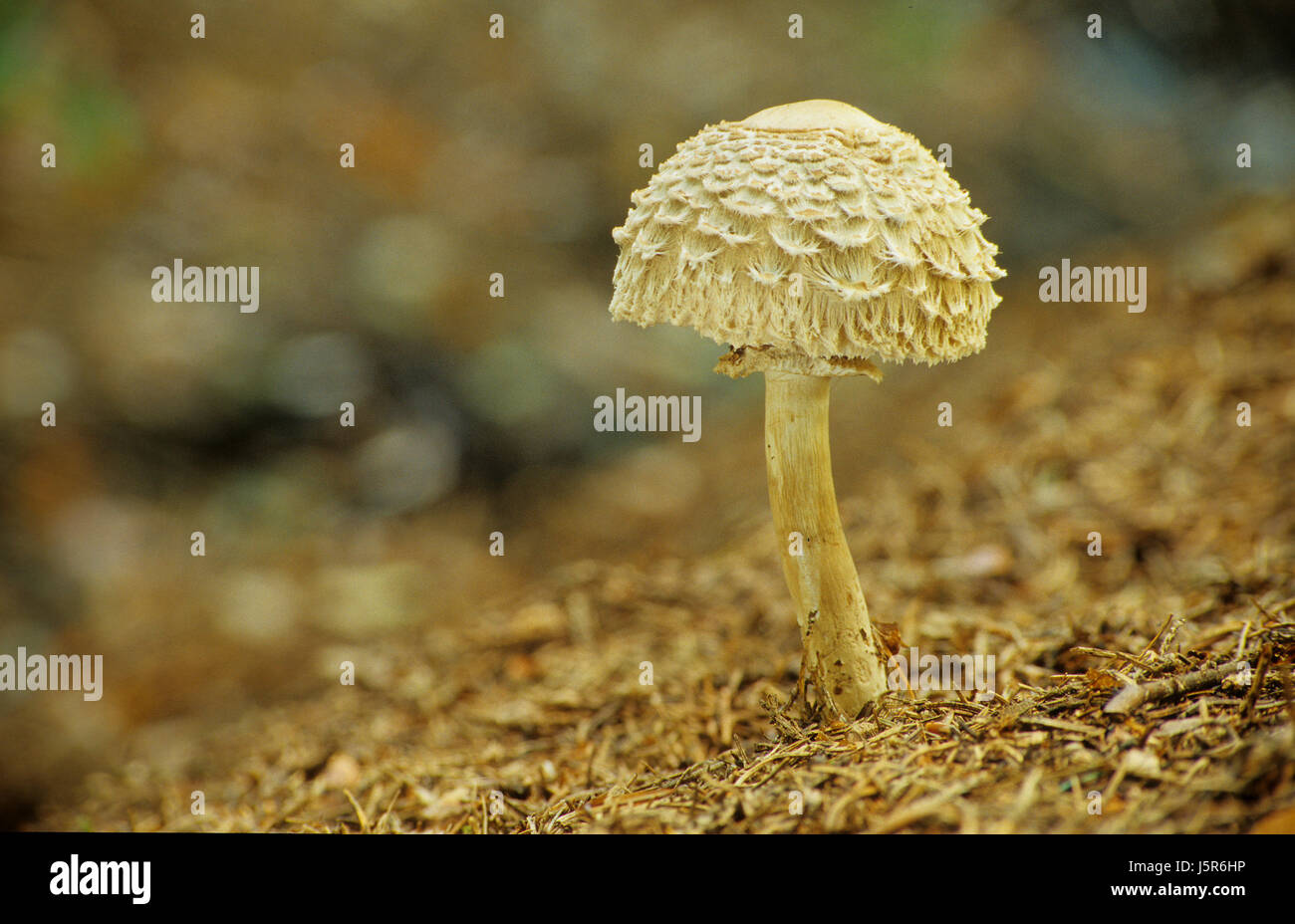 mushroom fungus edible forest roast fry fall autumn parasolpilz parasol ...