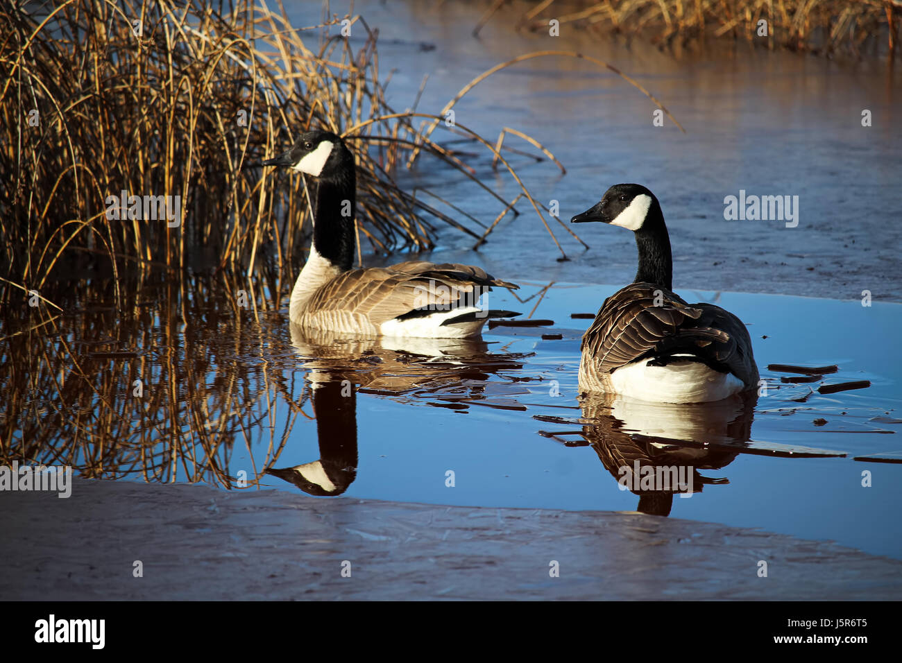 Canadian geese migration hi-res stock photography and images - Alamy