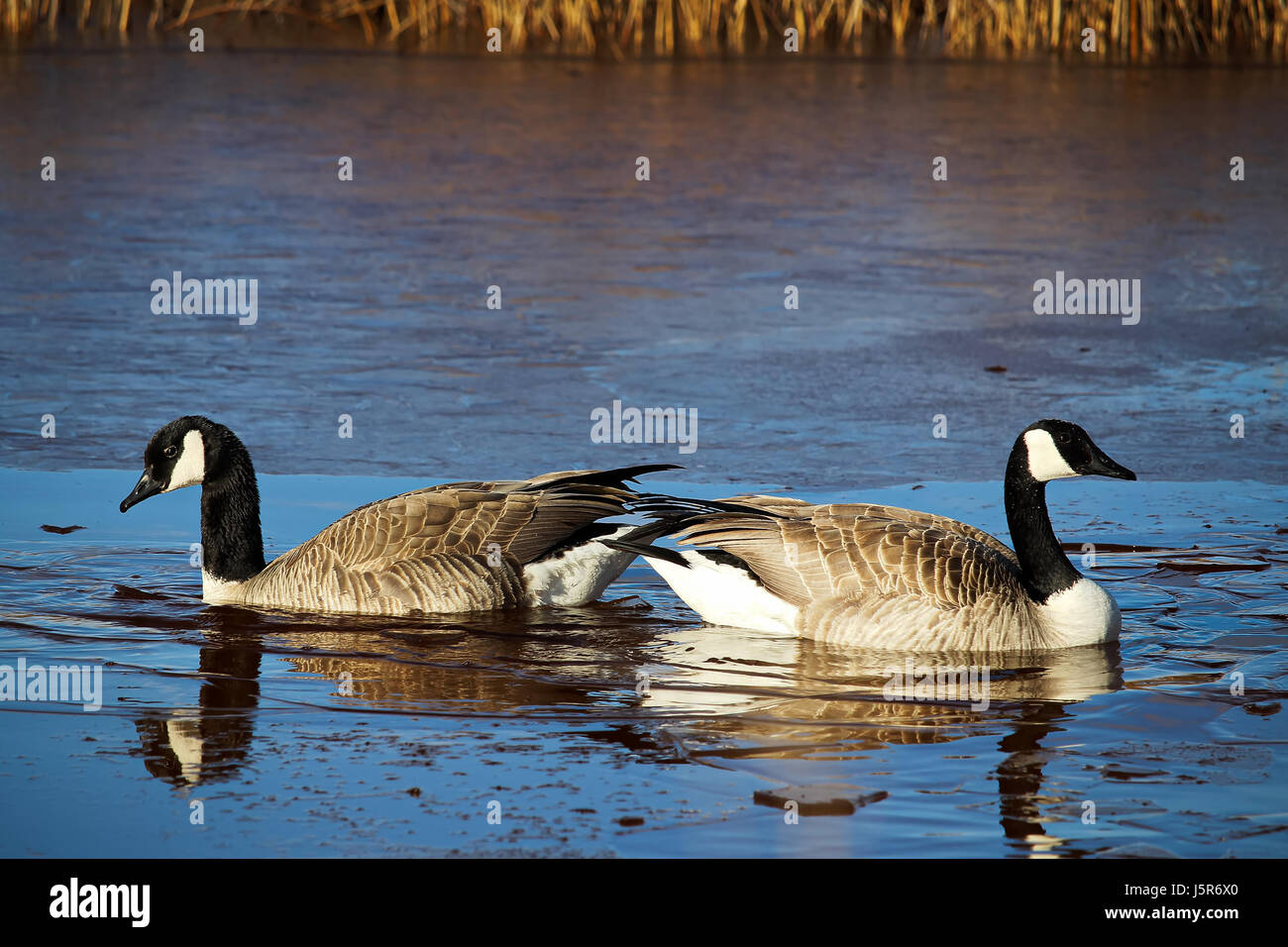 A nesting pair of Canadian Geese Stock Photo - Alamy
