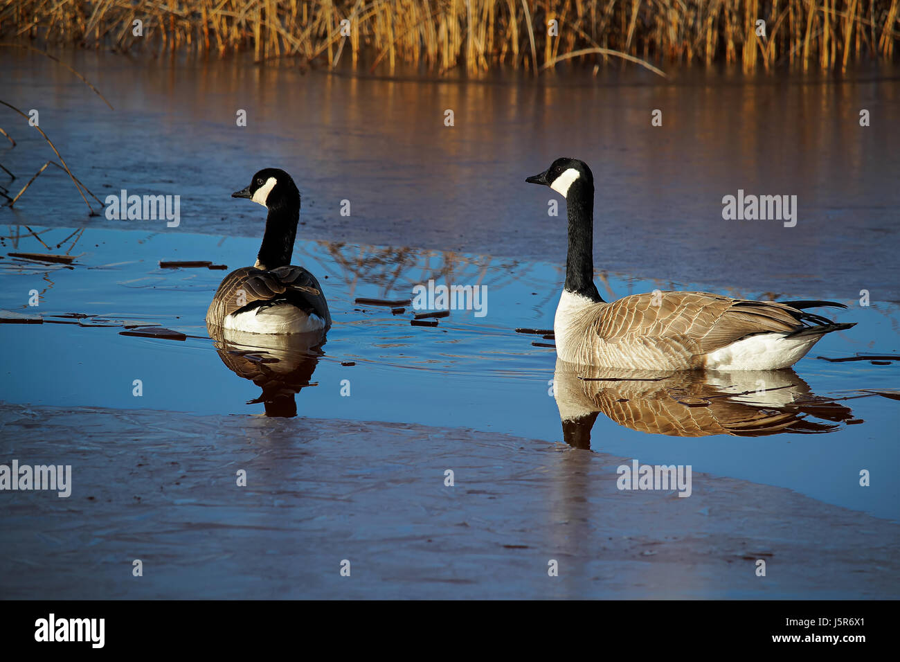 Two Canadian Geese swimming on an unfrozen section of water Stock Photo ...