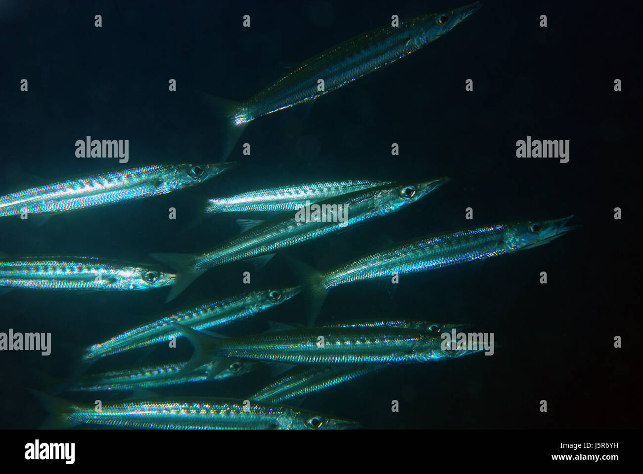 fish underwater dive pisces swarm school hake barracudas salt water sea ...