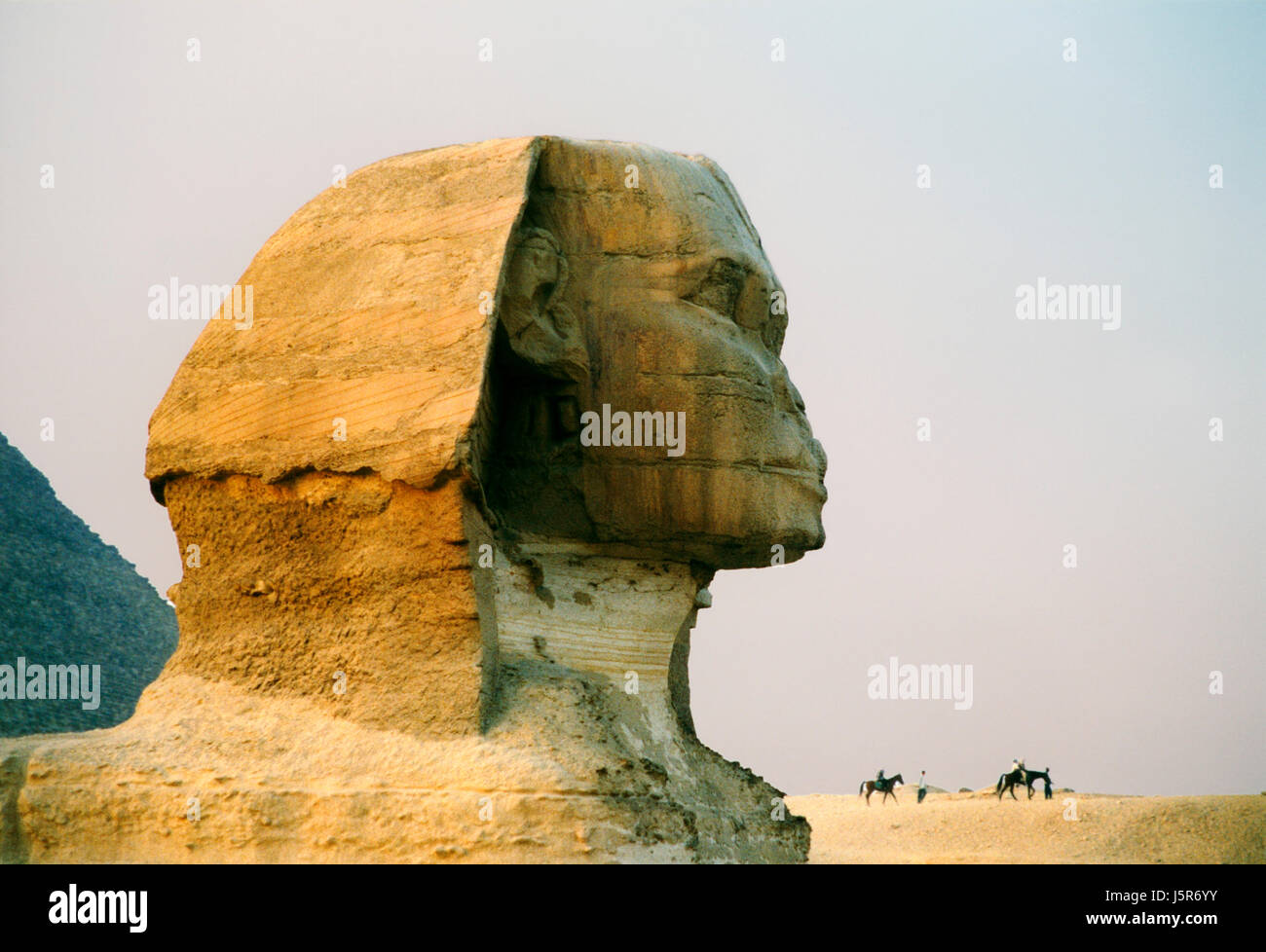 humans human beings people folk persons human human being men man ...