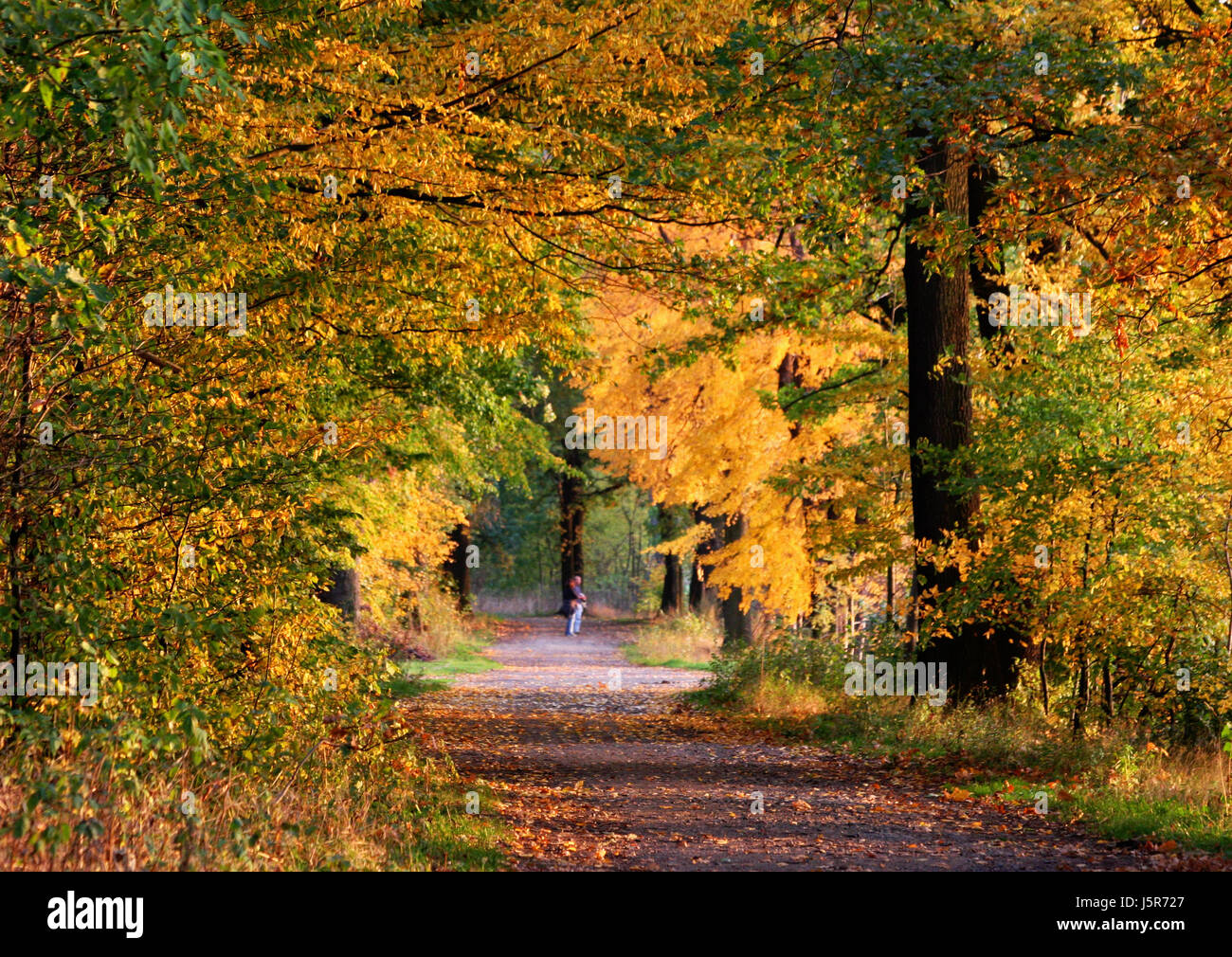 humans human beings people folk persons human human being tree trees ...