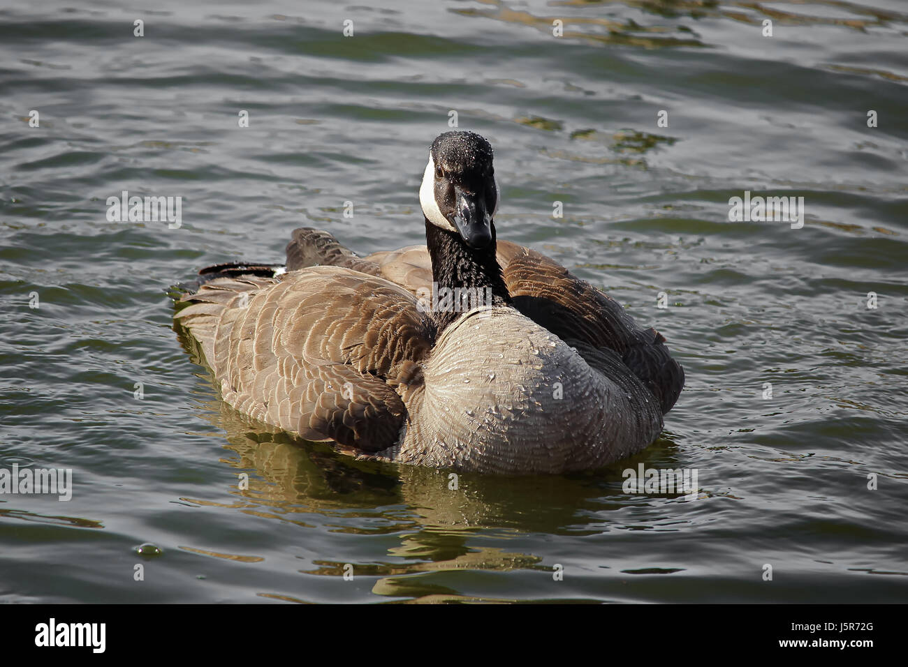 Straight ripple hi-res stock photography and images - Alamy