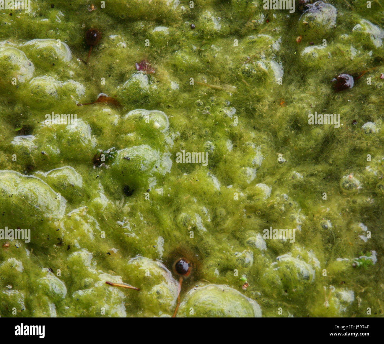 environment enviroment plant algae surface fresh water pond water lake ...