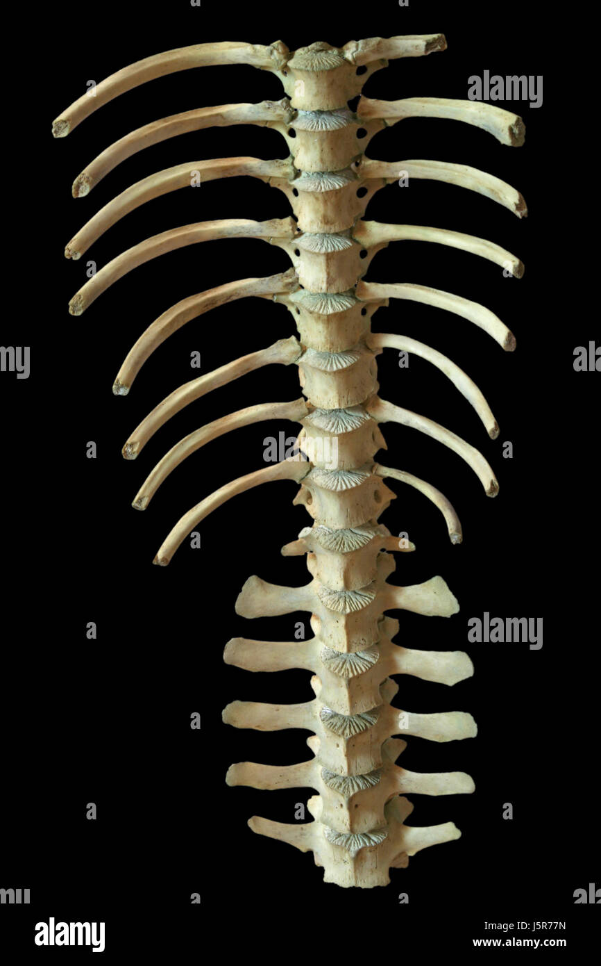 optional animal pillar bone wild boar pig vertebra ribs spine vortex ...