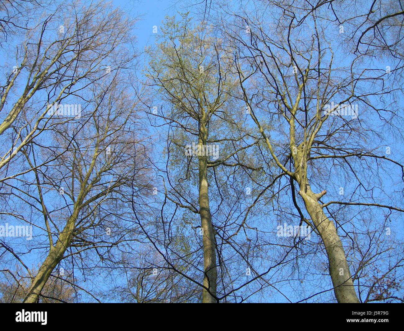 blue tree upstairs branches aim goal filigree top of the tree head of a ...