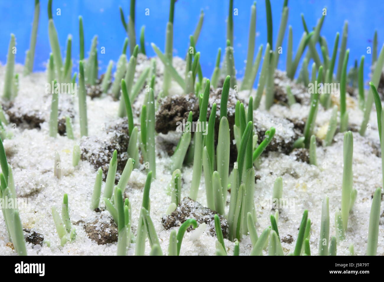 Barley seed germination hi-res stock photography and images - Alamy