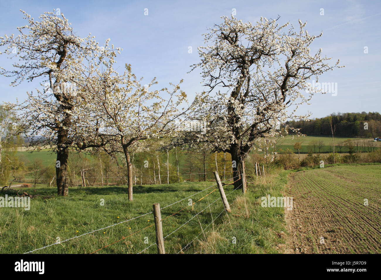 flowering fruit trees in spring Stock Photo - Alamy