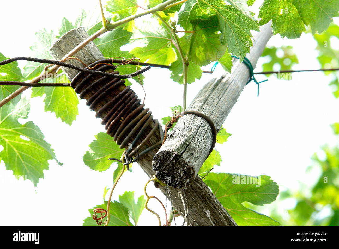 agriculture farming grapes cultivation of wine affixed wire winch span ...