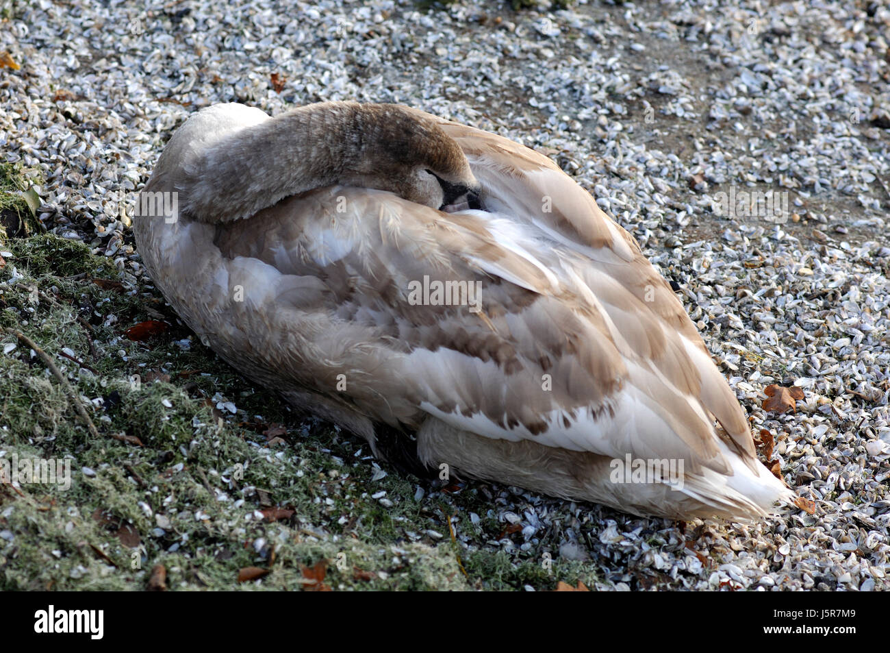 animal bird fauna swan birds sleep sleeping bird flu animal world young ...