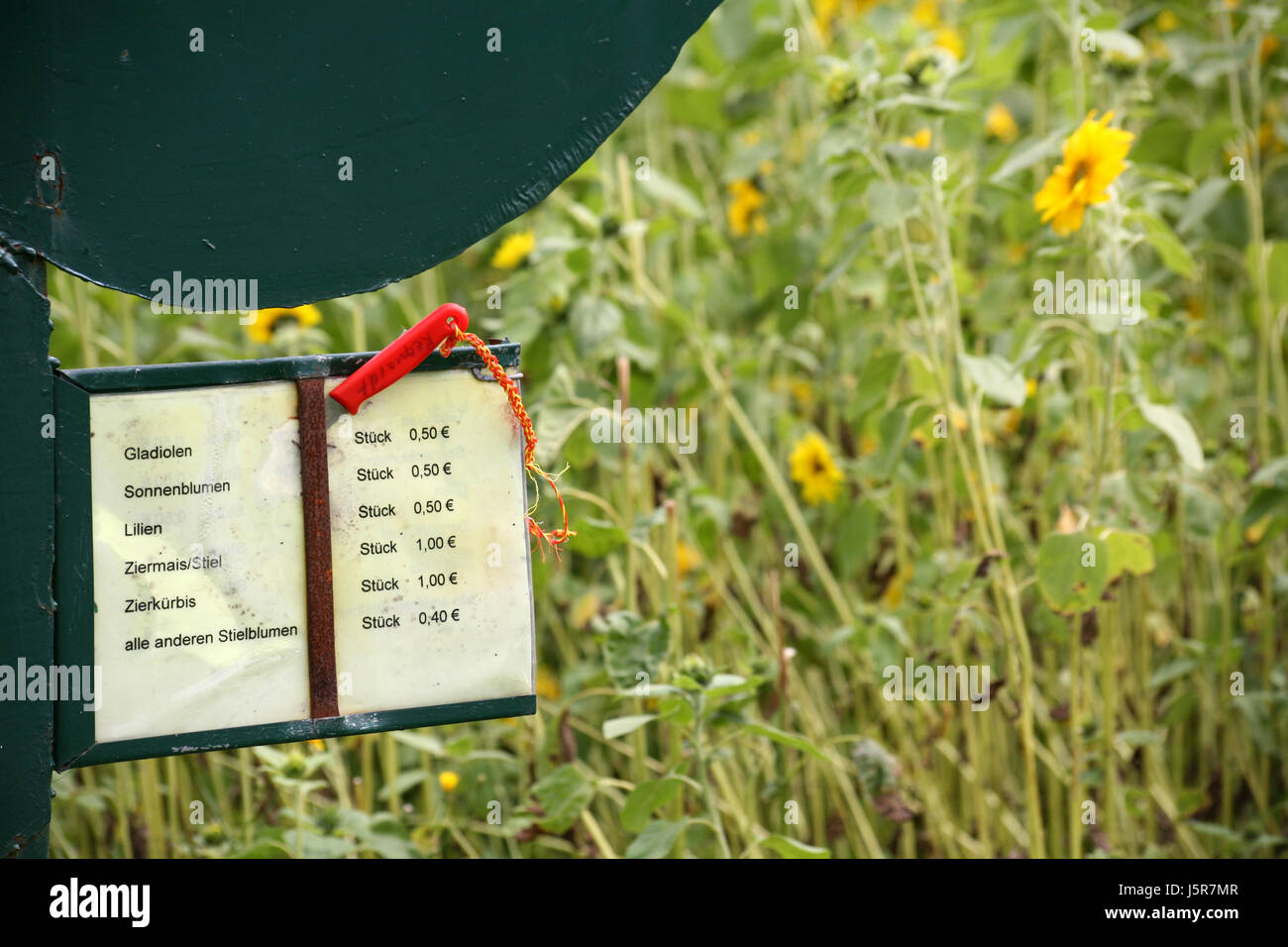 till green flower flowers plant summer summerly sunflowers sunflower ...