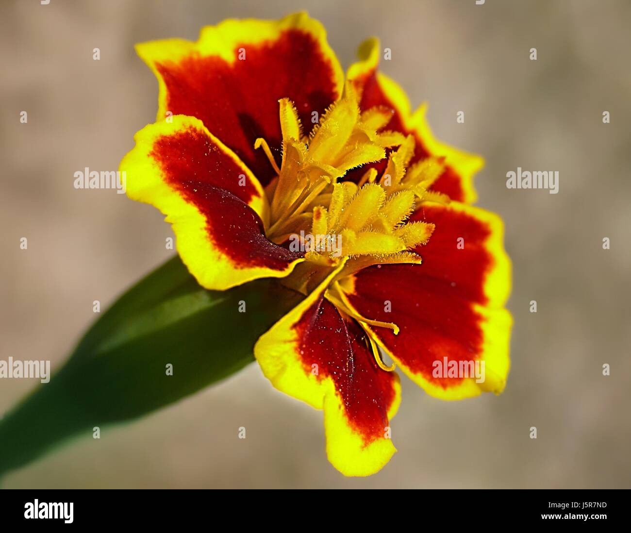 Velvet like leaves hi-res stock photography and images - Alamy