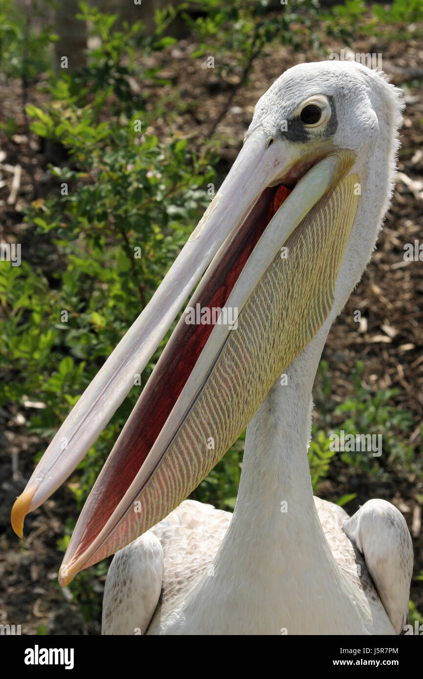 bird portrait birds wing feathers beak feathering zoom pelican beaks ...