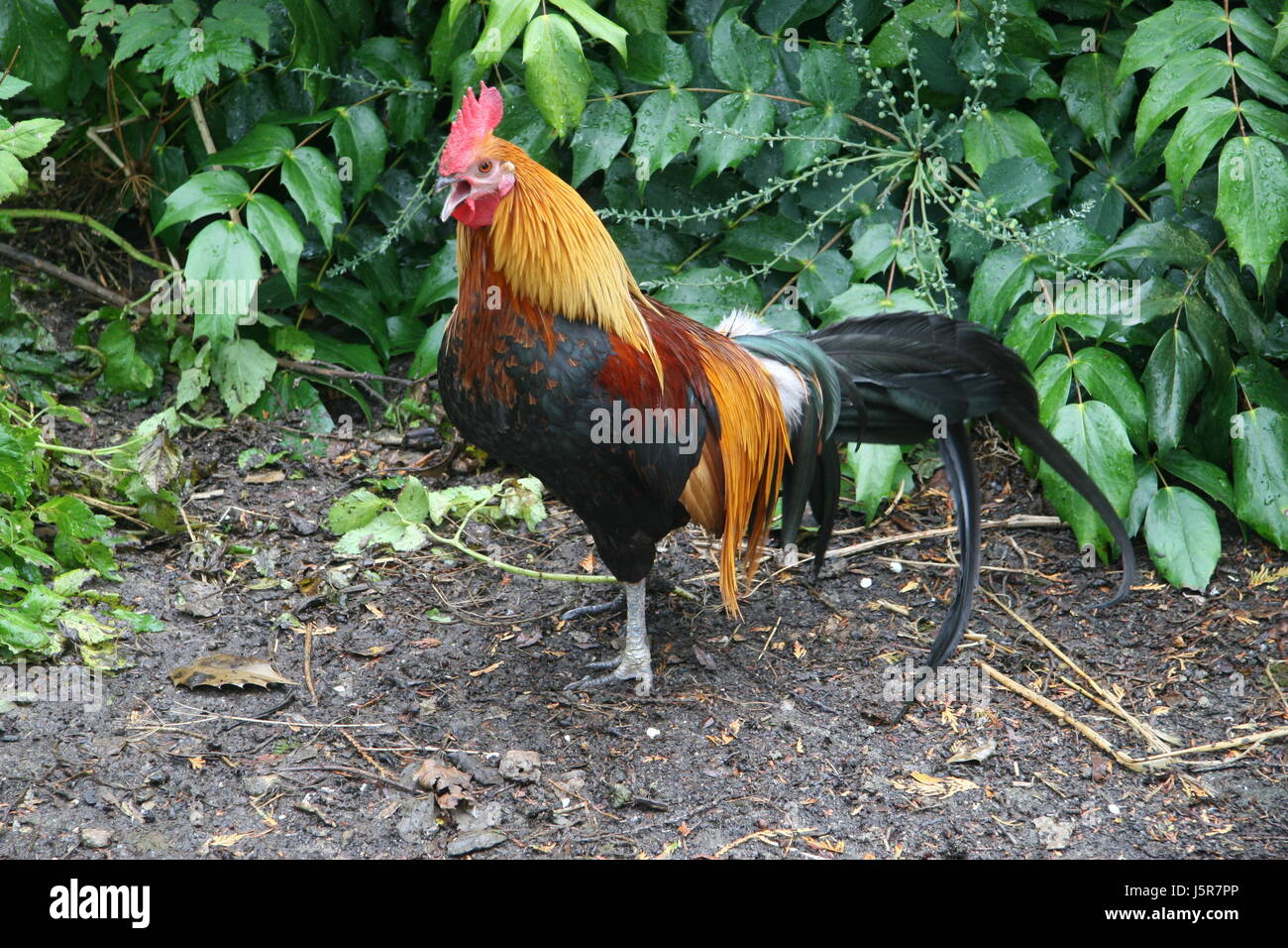 bird fauna animals agriculture farming birds feathers poultry farm ...