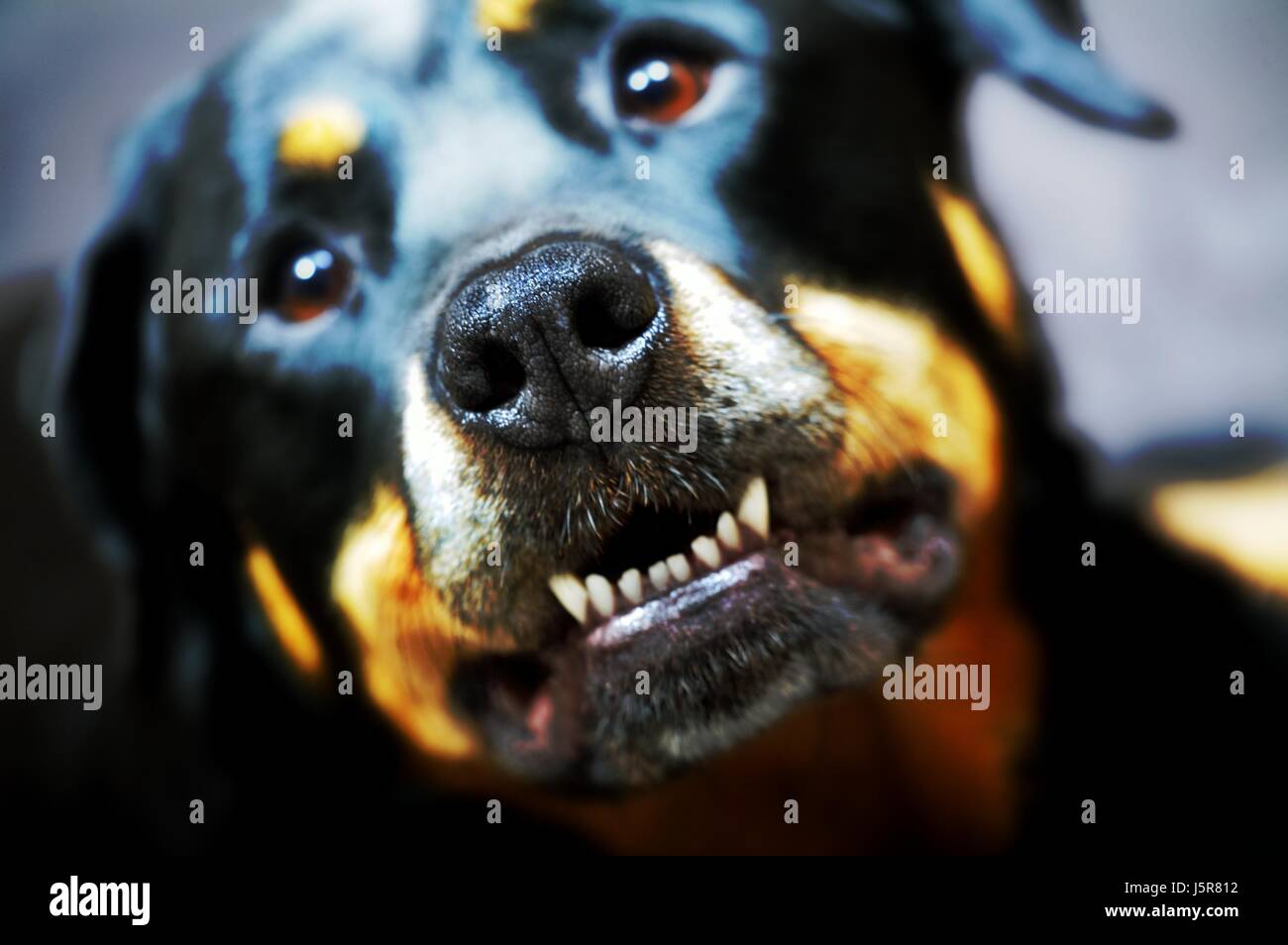 wait waiting teeth eyes look glancing see view looking peeking looking ...