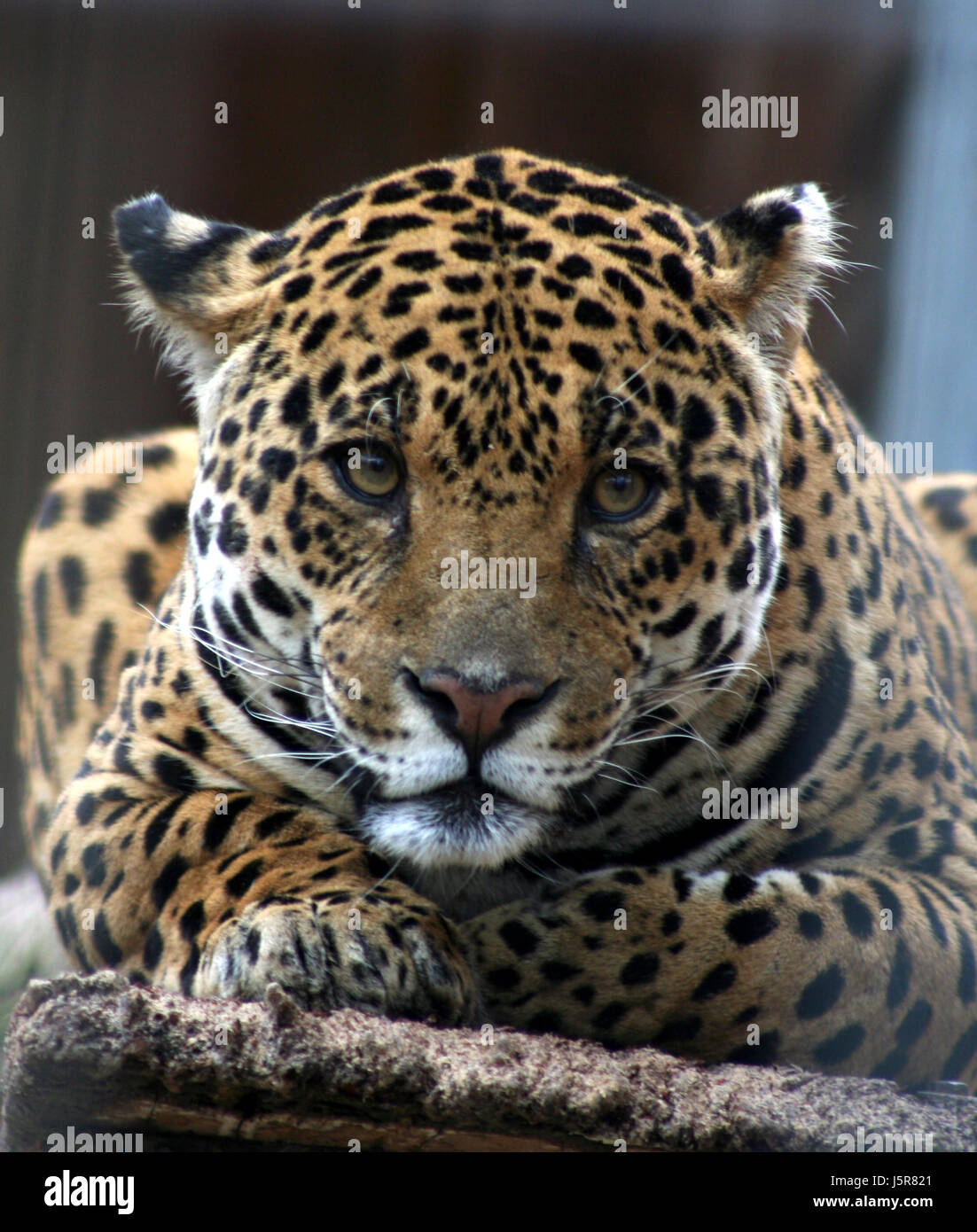 Suspiciously hi-res stock photography and images - Alamy