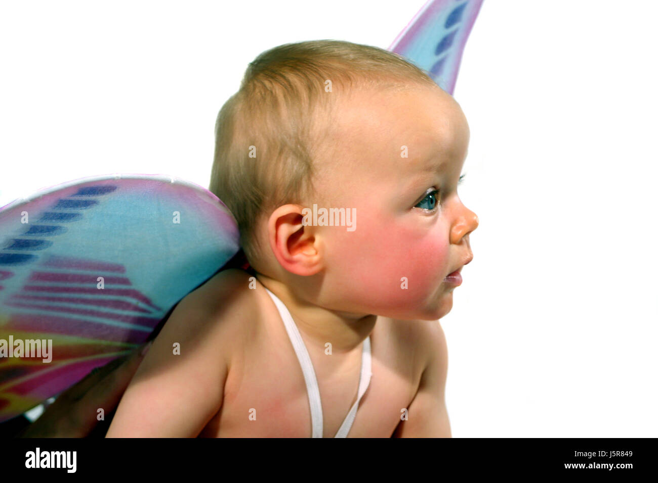 Living wing hi-res stock photography and images - Alamy