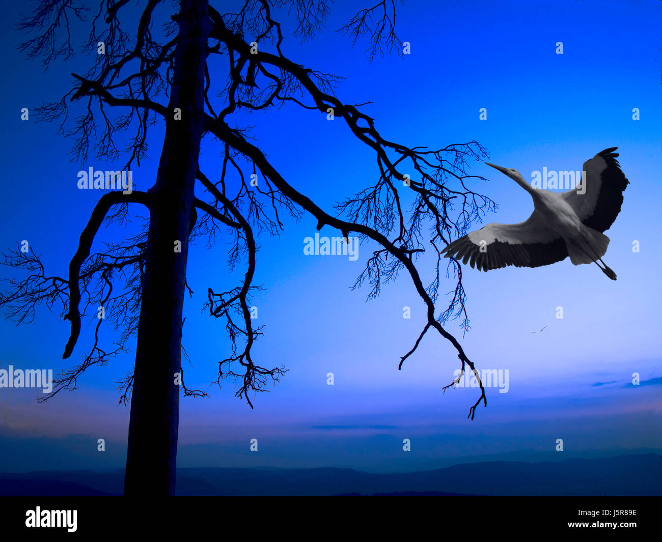 blue tree flight bird night nighttime birds evening wing branches ...