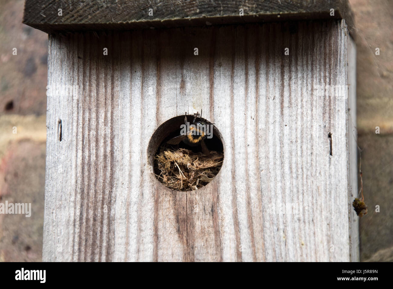 Tree bumblebee coming out of nest Stock Photo - Alamy