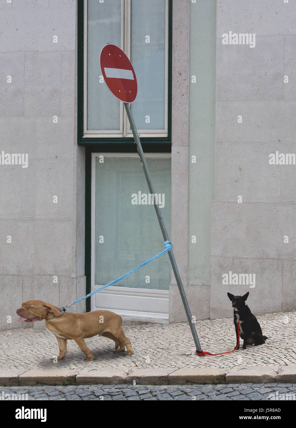 wait waiting humour animals dog dogs sign signal traffic sign pull put ...