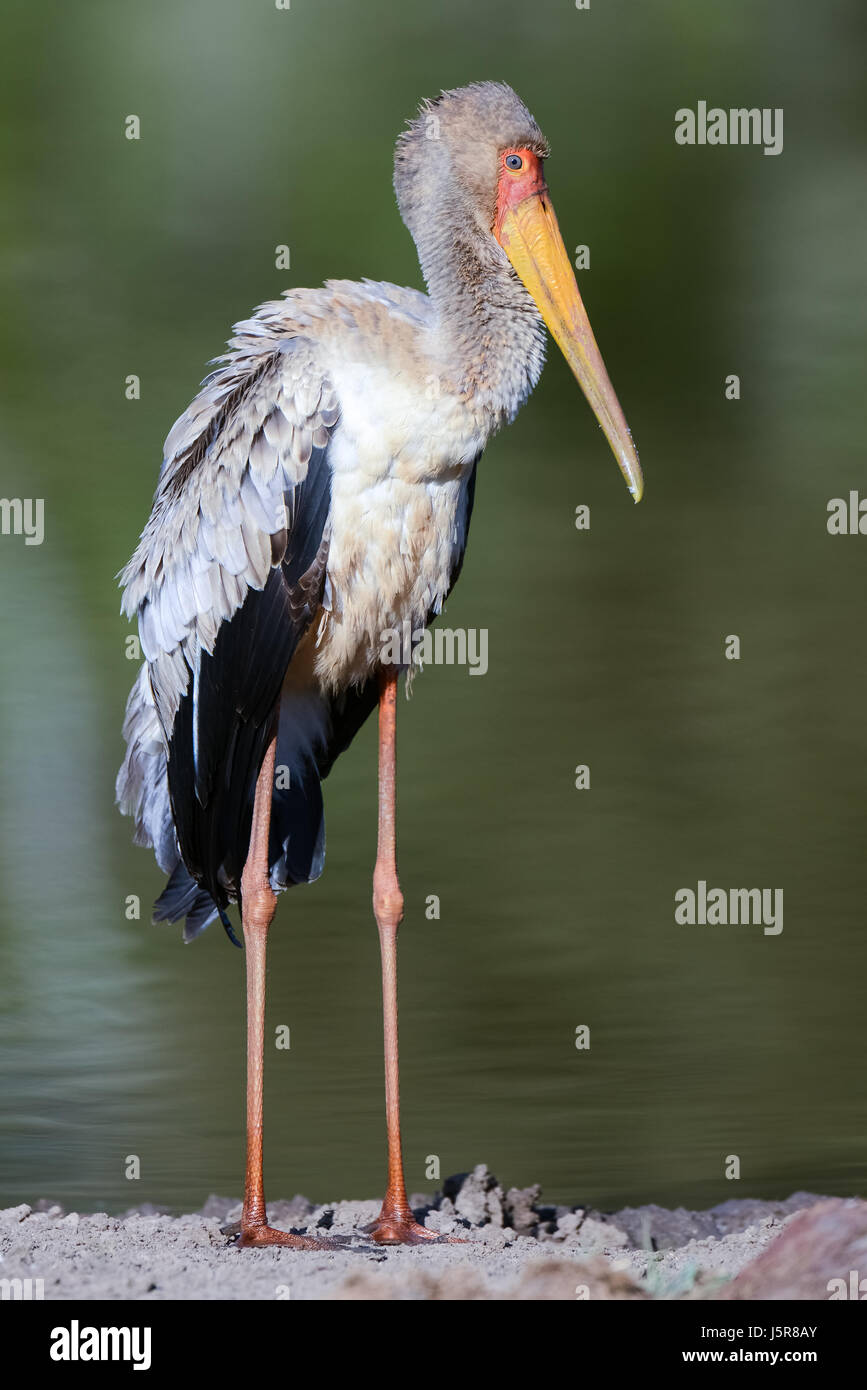 Juvenile yellow billed stork mycteria ibis hi-res stock photography and ...