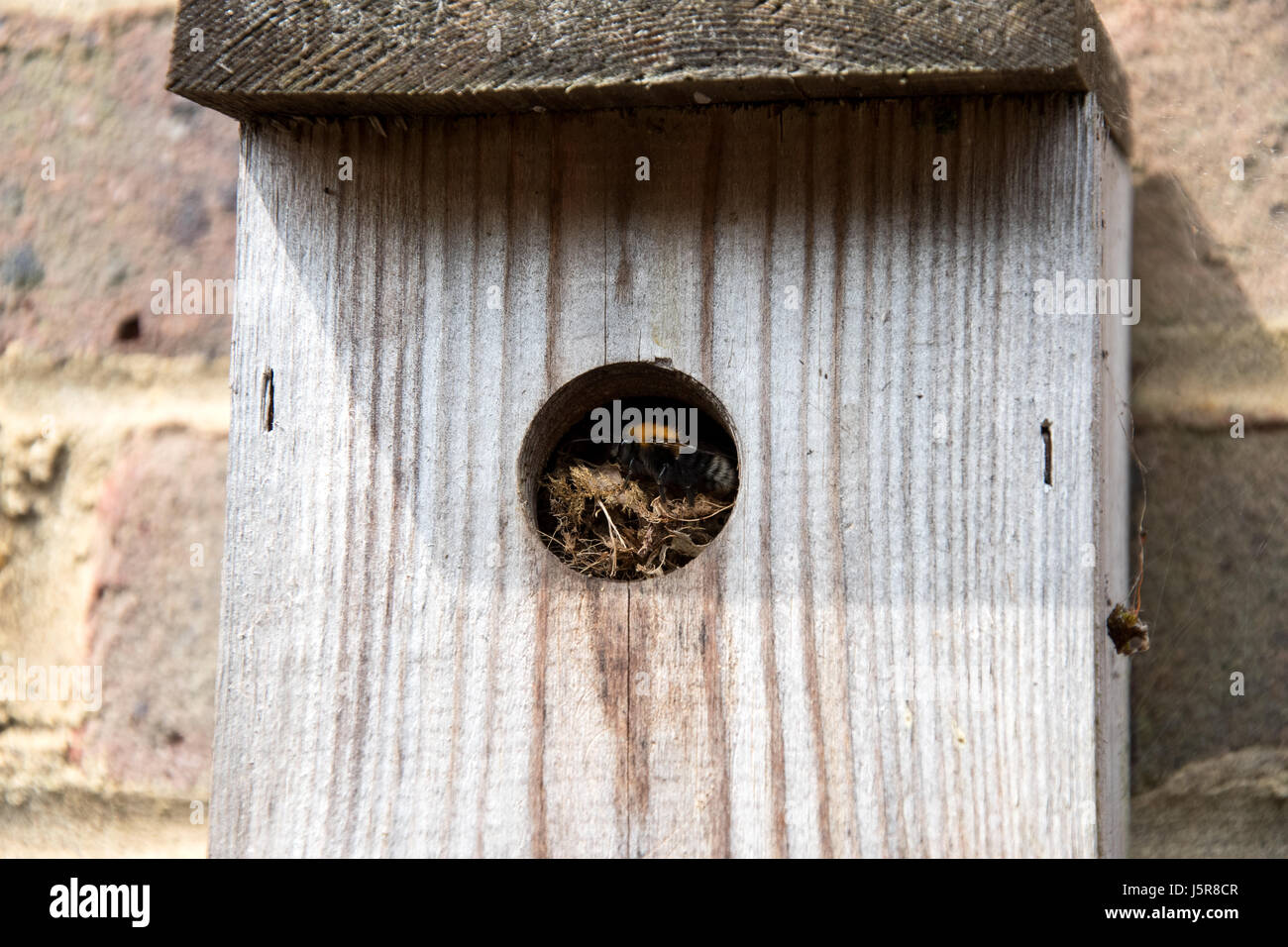 Bumblebee nest box hi-res stock photography and images - Alamy