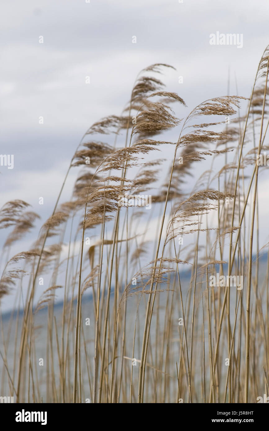 blue motion postponement moving movement coast blow blurred seaweed ...