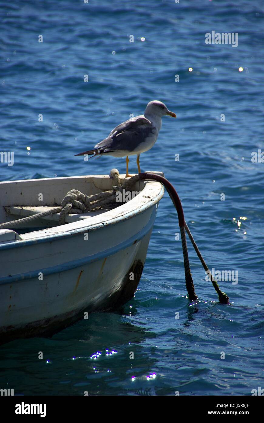 blue bird birds feathering dew fishing boat picturesque adriatic sea ...