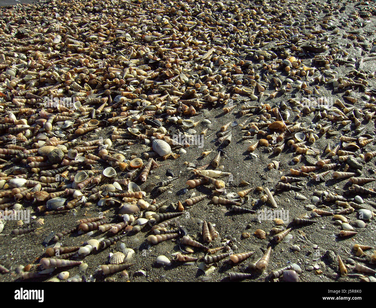 animal beach seaside the beach seashore shell gravel atlantic ocean ...