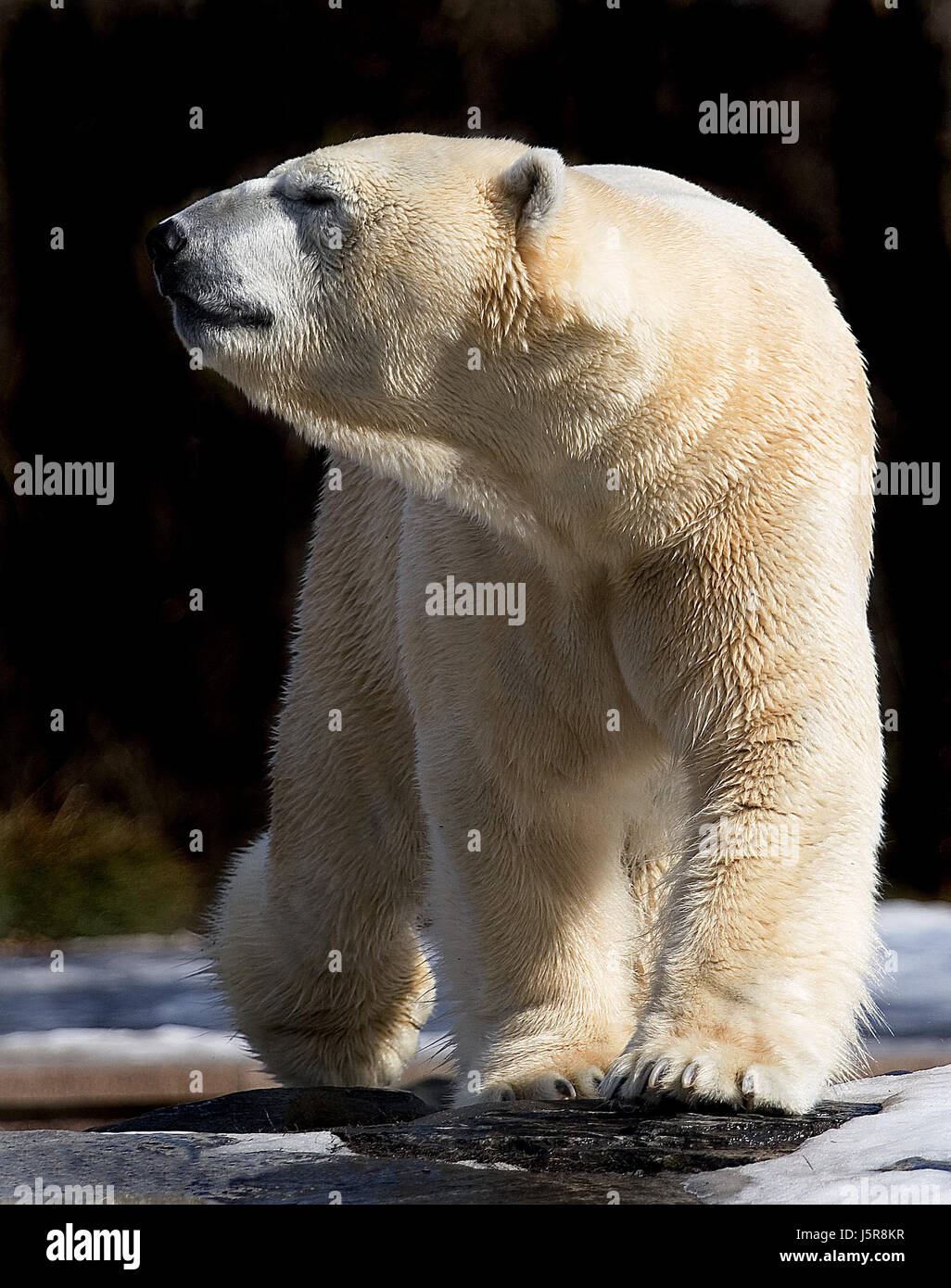 Weak arctic hi-res stock photography and images - Alamy
