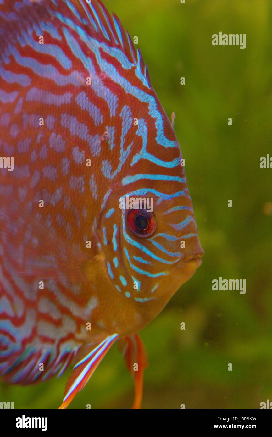 Fish larvae hi-res stock photography and images - Alamy