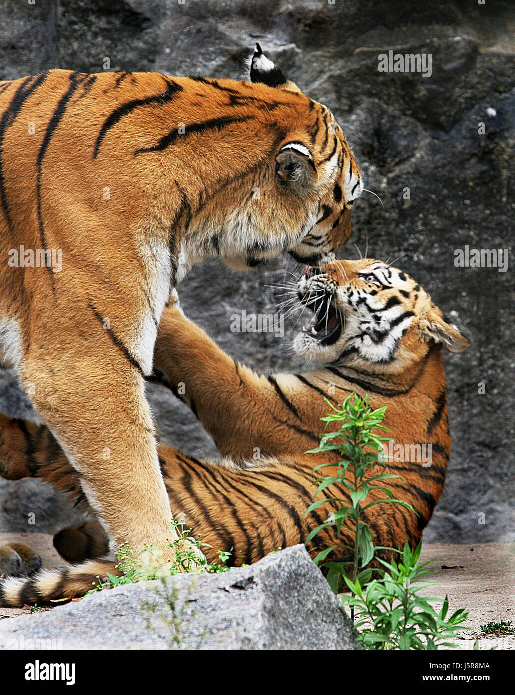 Lion tiger fighting hi-res stock photography and images - Alamy