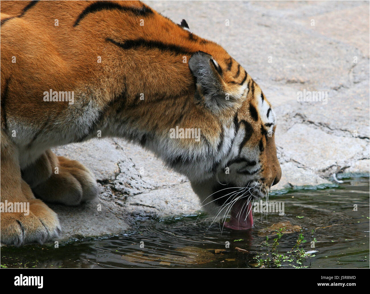 a trinkene raubkatze Stock Photo - Alamy