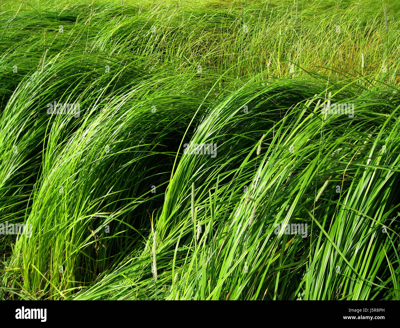 green grasses blades of grass blade of grass grass meadow lawn backdrop ...