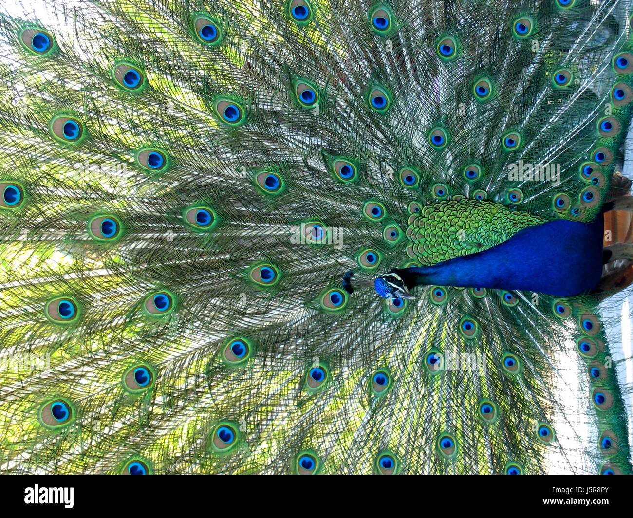 present work of art wheel bird coloured colourful gorgeous multifarious ...