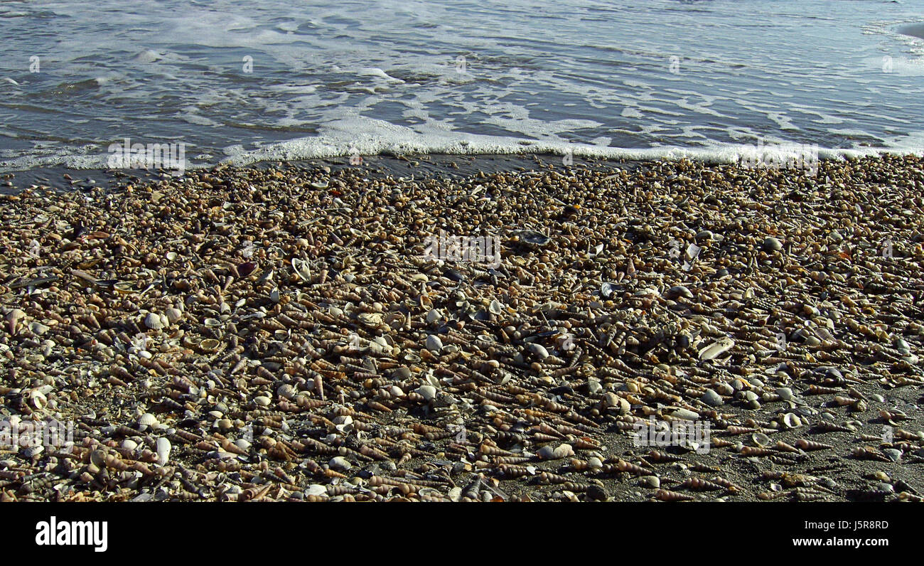 animal beach seaside the beach seashore shell gravel atlantic ocean ...