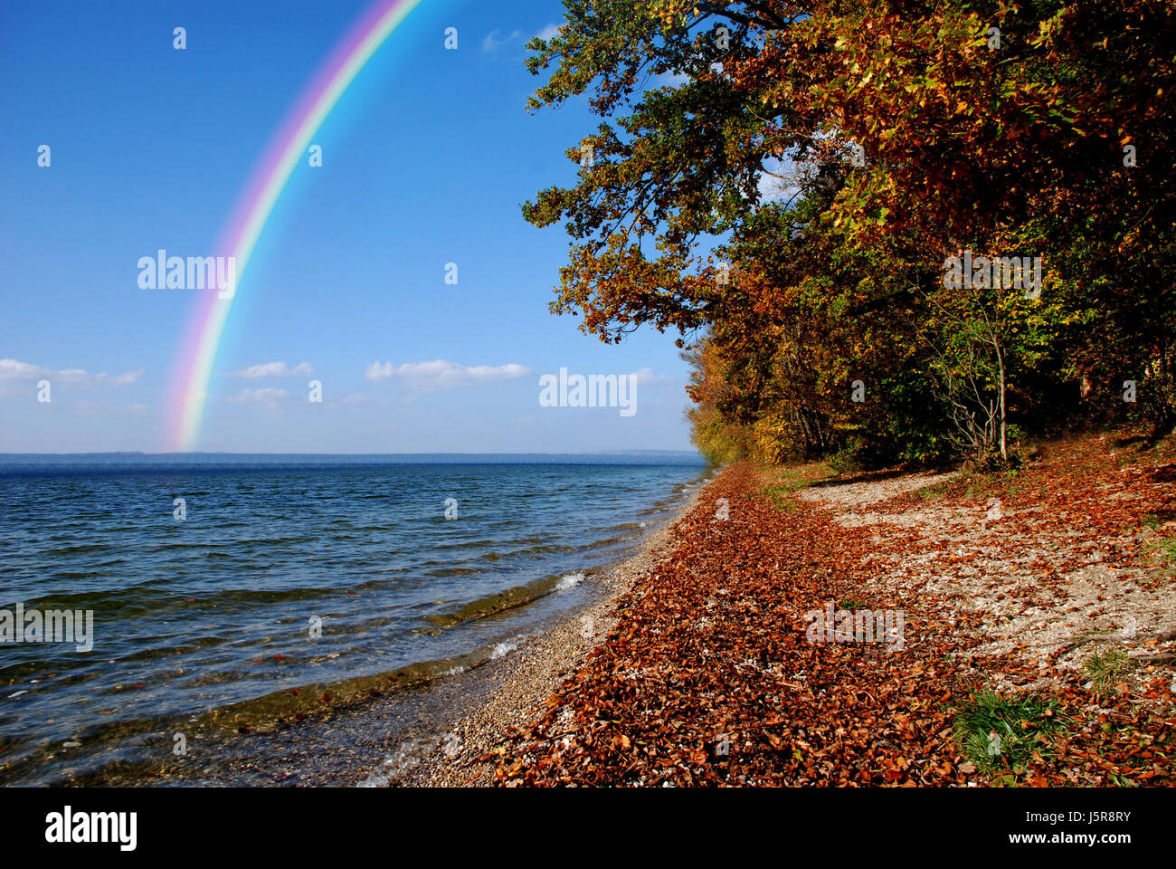 tree trees horizon leaves reflection rainbow nature play colour ...