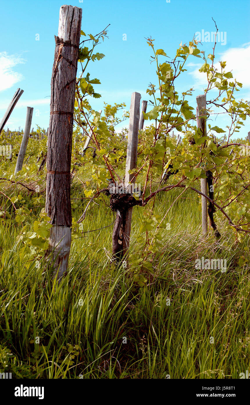 vintage vines viticulture vineyard wineyard vine grape vine grape-vine ...