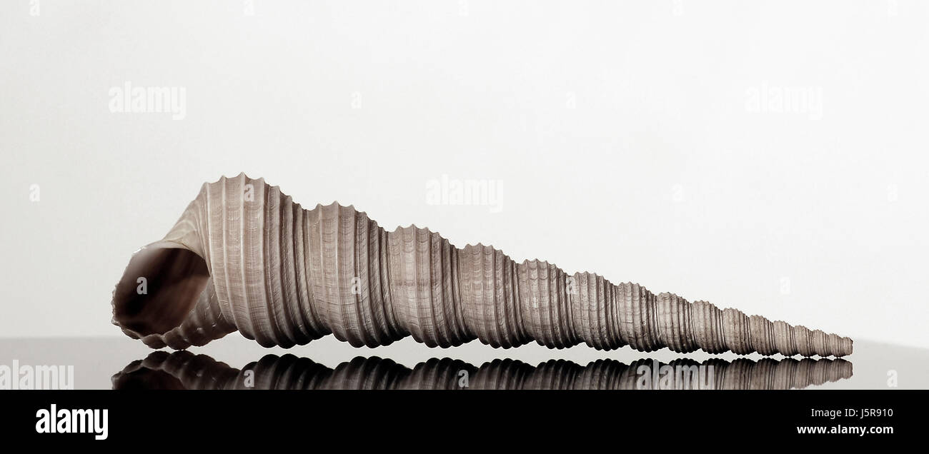 Schraubenschnecken hi-res stock photography and images - Alamy