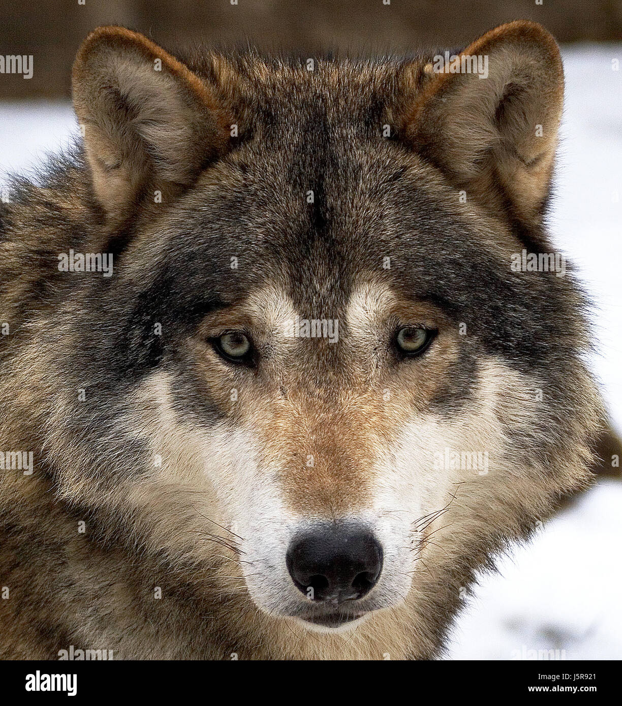 mammal portrait eyes mammals predator wolf pack wild animal canis lupus ...