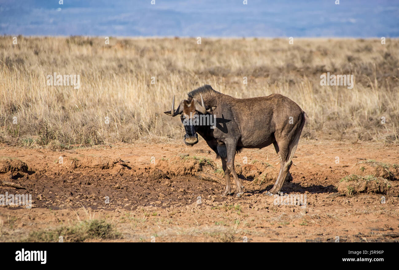 Black Wildebeest in Southern African savanna Stock Photo - Alamy