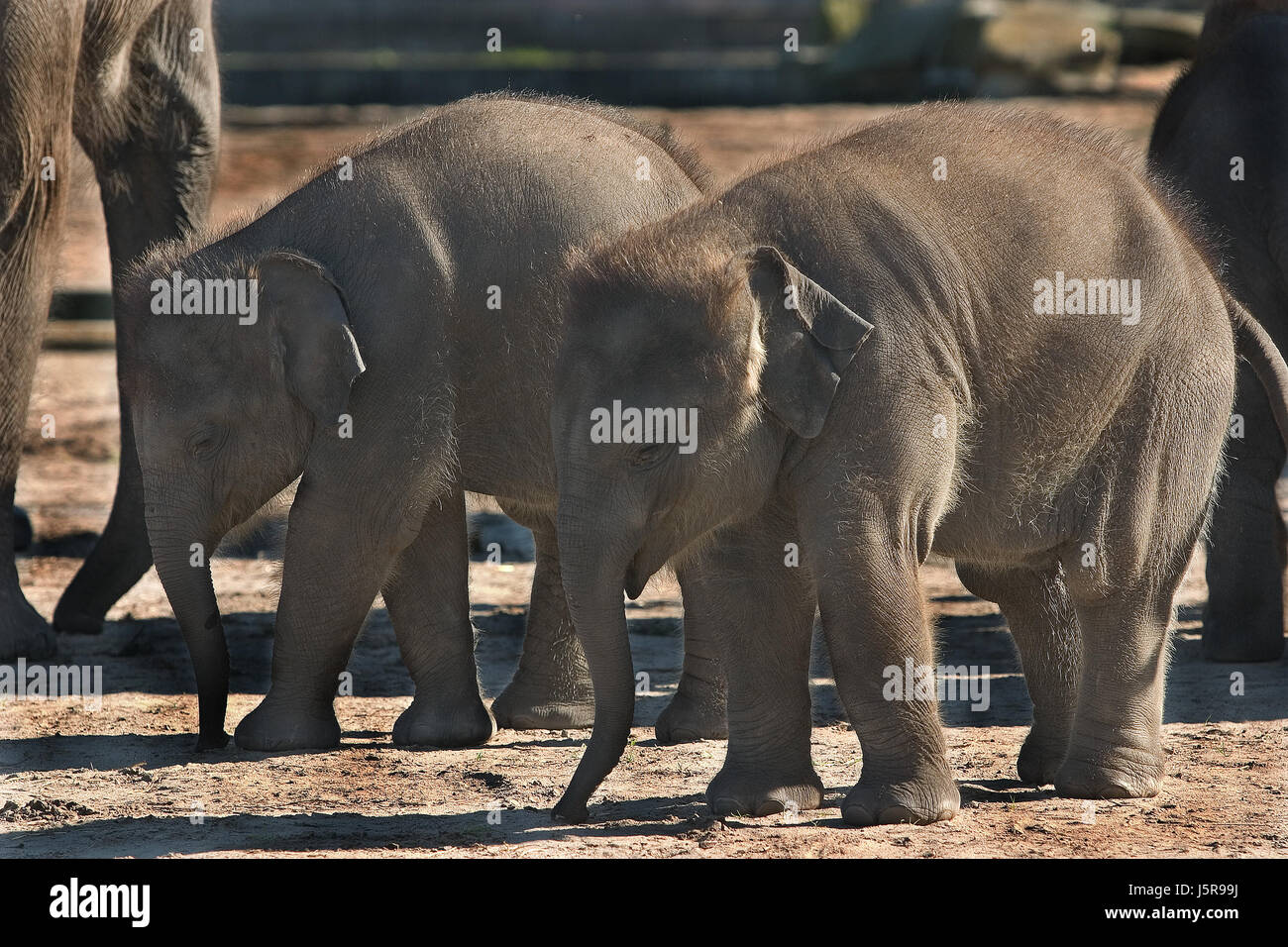 national park africa elephant kenya giant savannah small tiny little ...