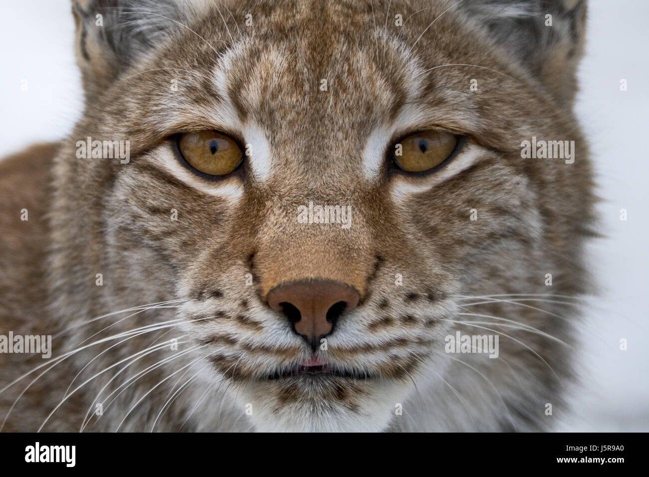 mammal portrait big cat feline predator skin predator lurk cat lynx ...